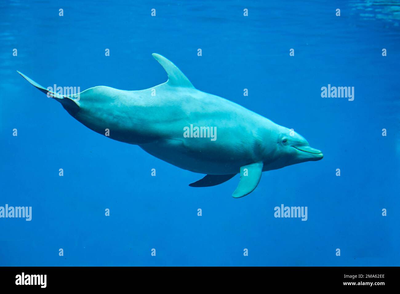 Atlantic bottlenose dolphin (Tursiops truncatus), captive, Bavaria ...