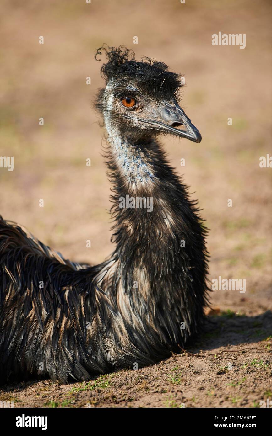 Emu head portrait hi-res stock photography and images - Alamy