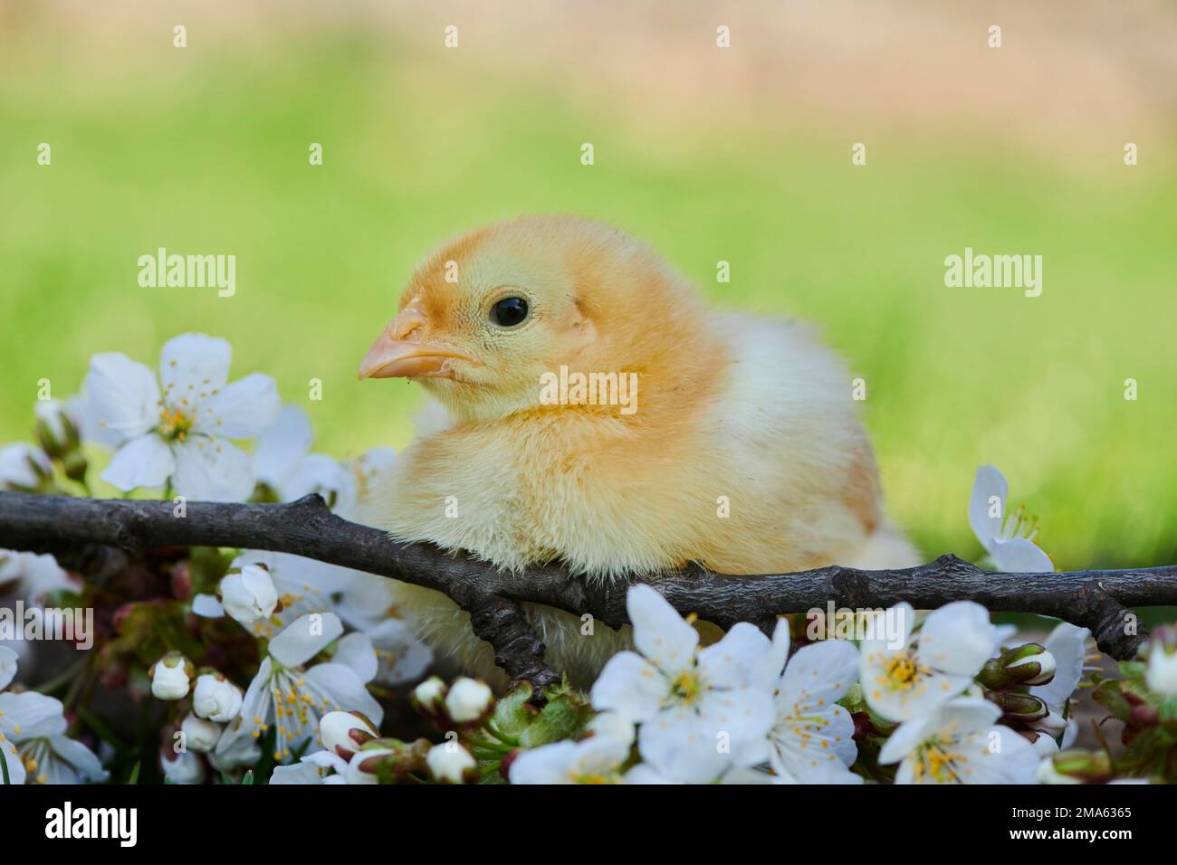 Chicken (Gallus domesticus) chick with cherry blossoms on a meadow ...
