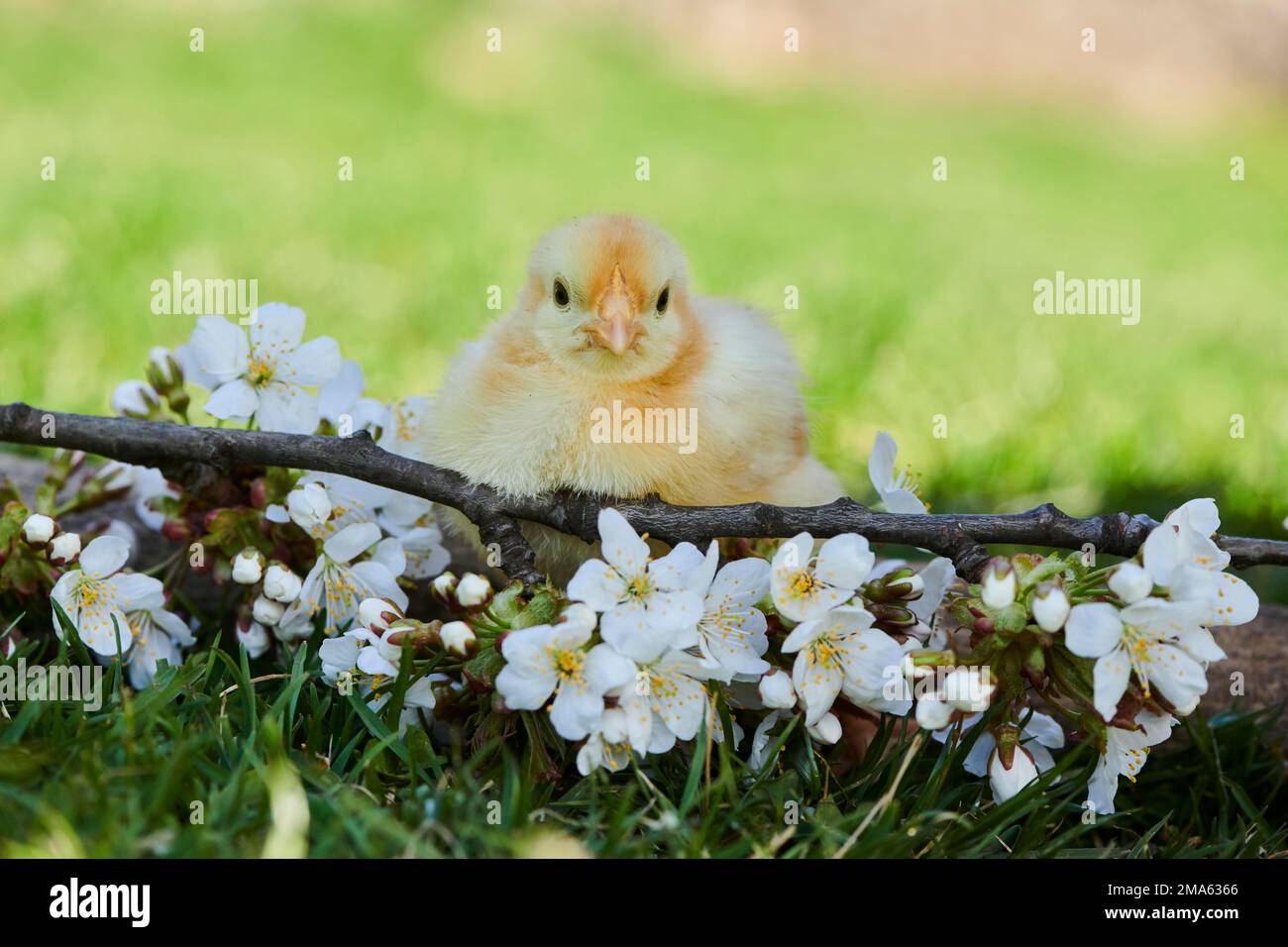 Chicken (Gallus domesticus) chick with cherry blossoms on a meadow ...