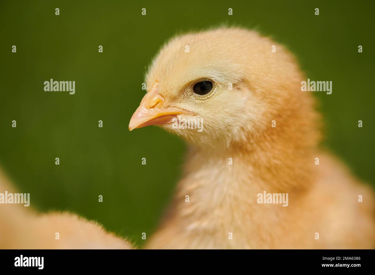 Portrait with chicken hi-res stock photography and images - Alamy
