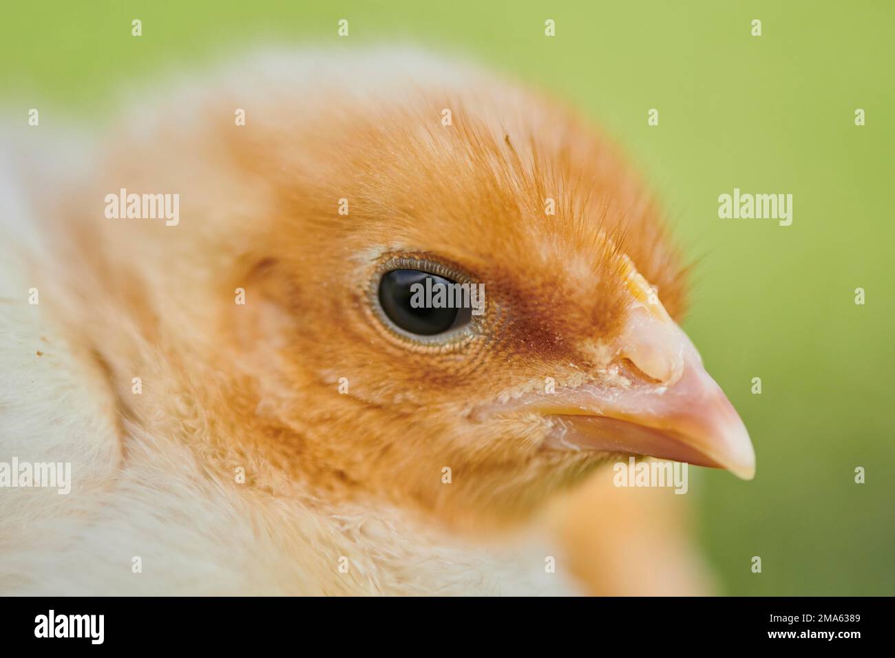 Chicken (Gallus domesticus) chick, portrait, Slovakia Stock Photo - Alamy