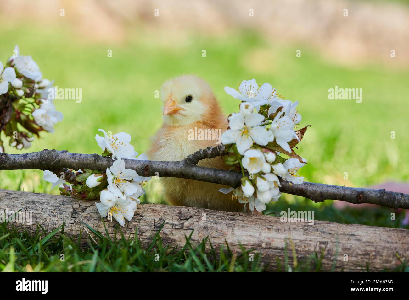 Chicken (Gallus domesticus) chick with cherry blossoms on a meadow ...
