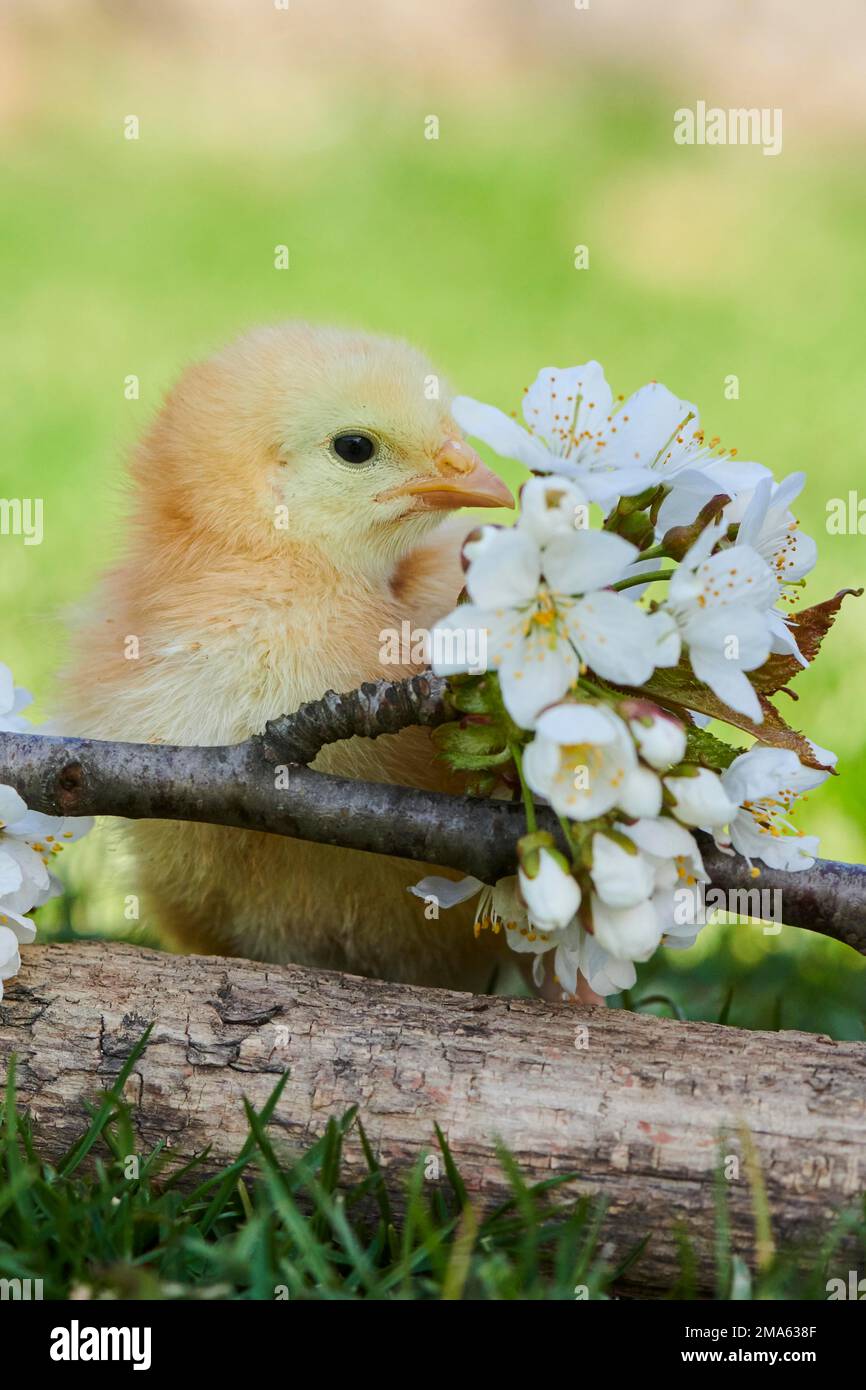 Chicken (Gallus domesticus) chick with cherry blossoms on a meadow ...