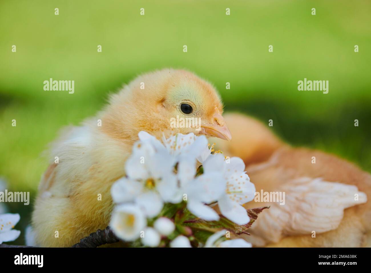 Chicken (Gallus domesticus) chick with cherry blossoms on a meadow ...