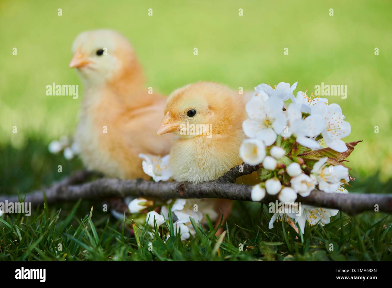 Chicken (Gallus domesticus) chicks with cherry blossoms on a meadow ...