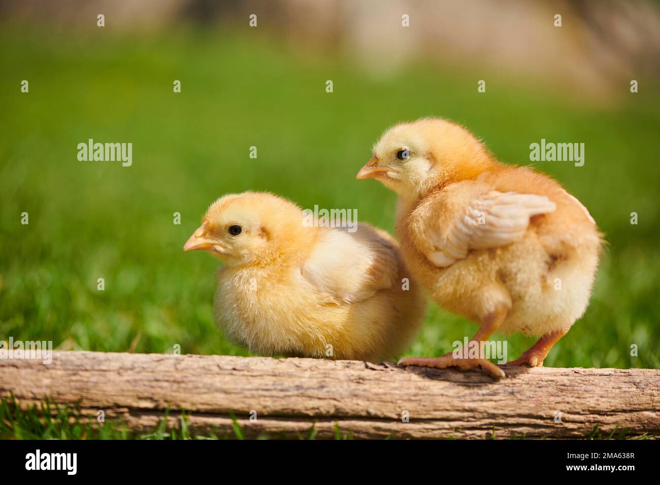 Chicken (Gallus domesticus) chicks on wood in a meadow, Slovakia Stock ...