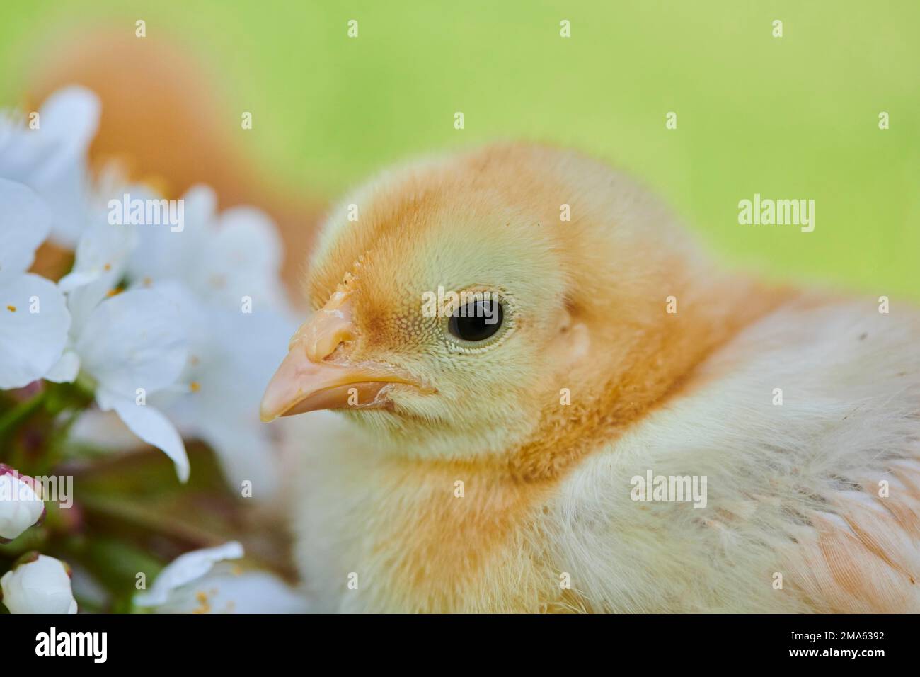 Chicken (Gallus domesticus) chick with cherry blossoms on a meadow ...