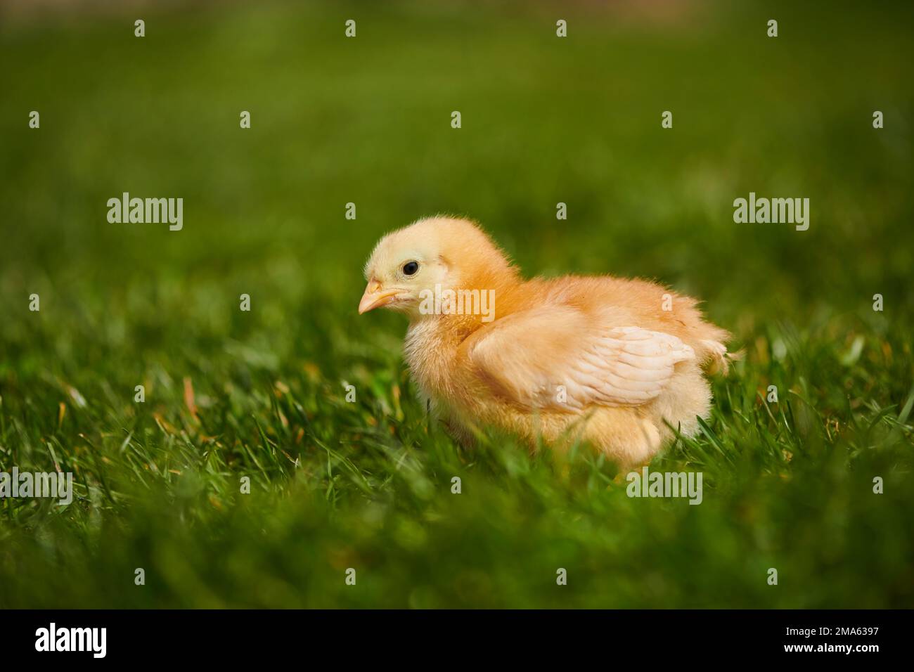 Chicken (Gallus domesticus) chick on a meadow, Slovakia Stock Photo - Alamy