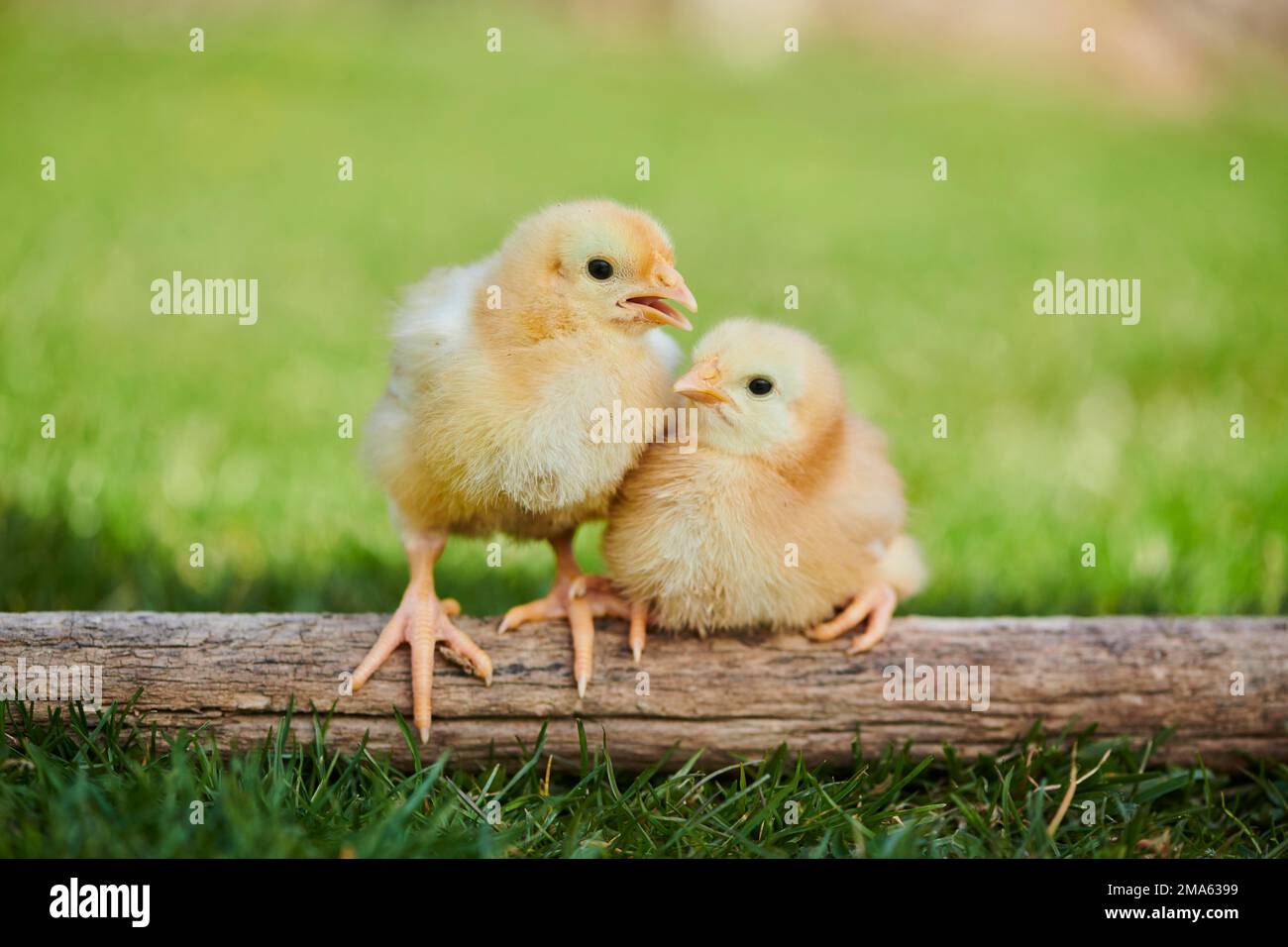 Chicken (Gallus domesticus) chicks on wood in a meadow, Slovakia Stock ...