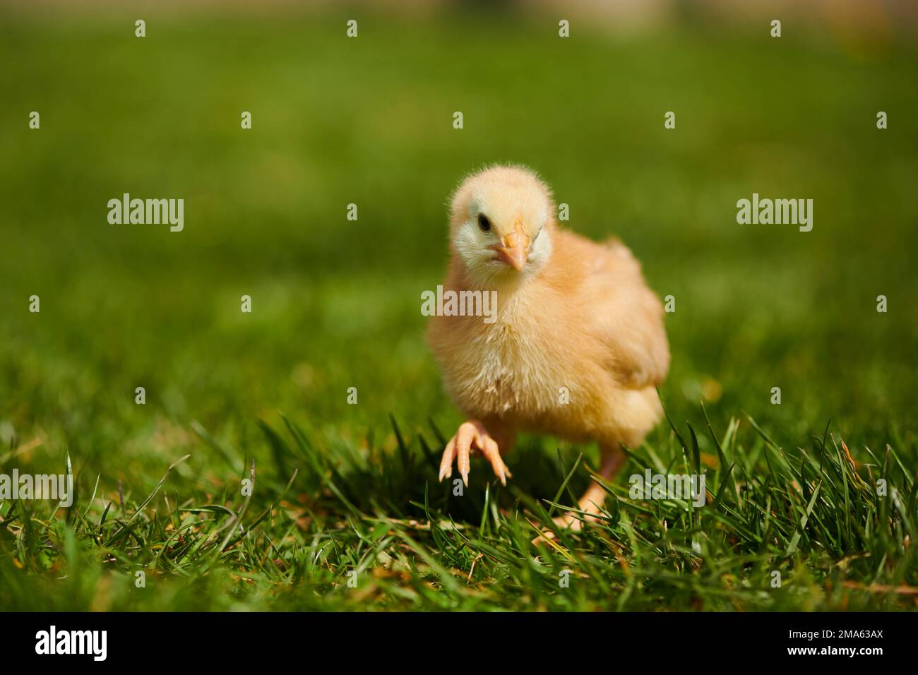 Chicken (Gallus domesticus) chick on a meadow, Slovakia Stock Photo - Alamy