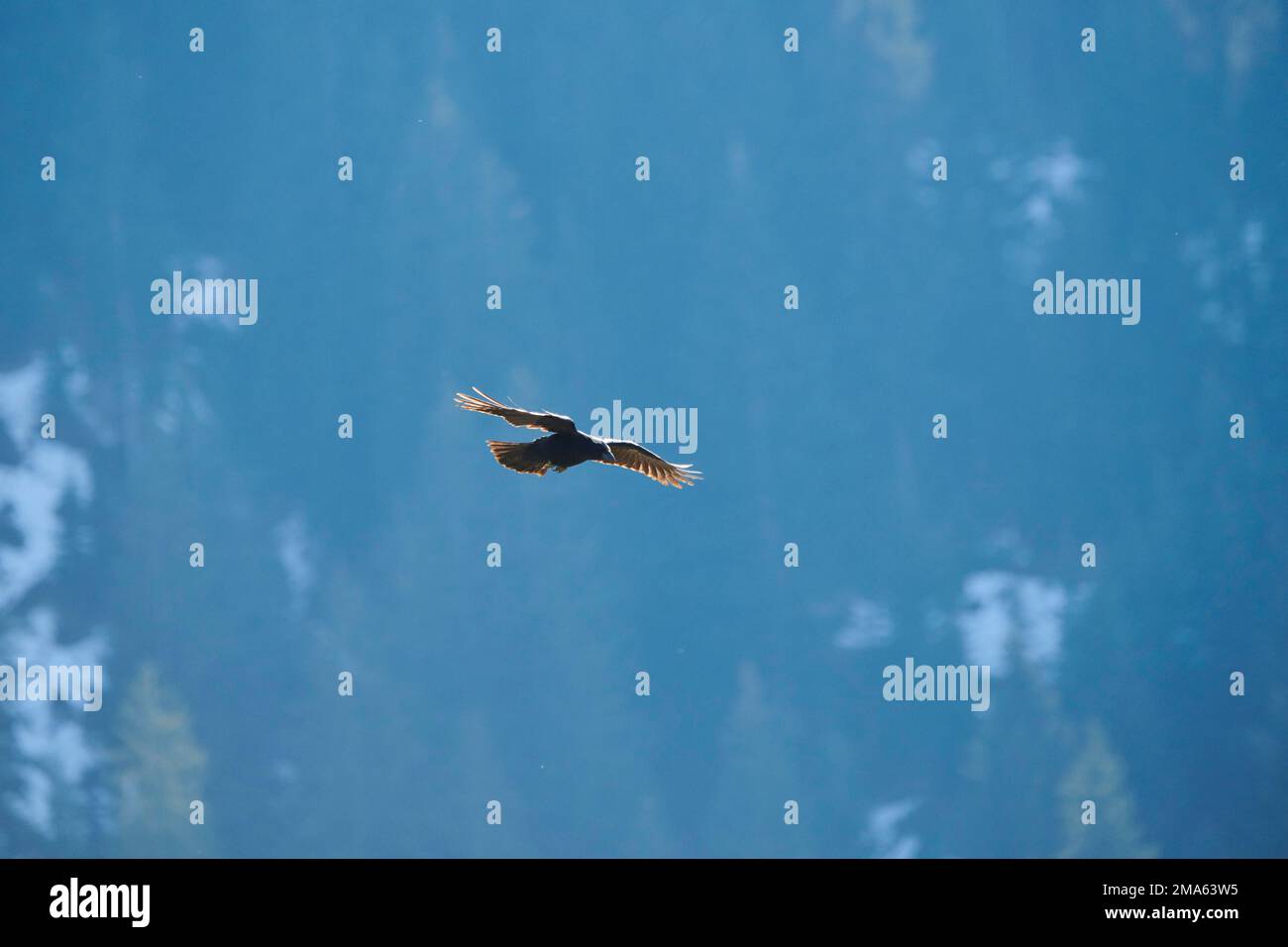 Carrion crow (Corvus corone) flying against the sunlight in the alps ...