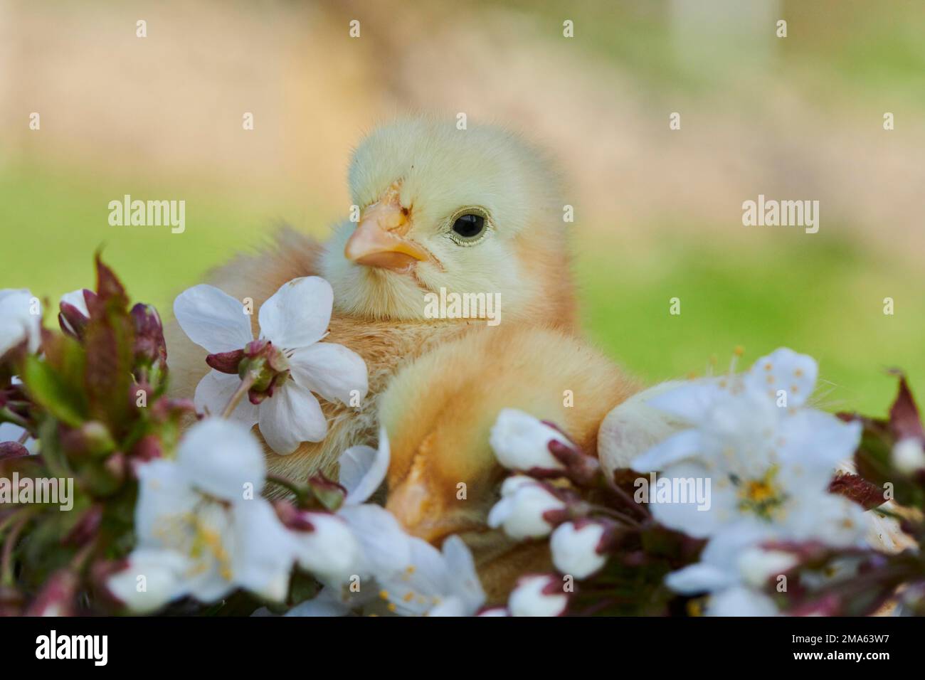 Chicken (Gallus domesticus) chick with cherry blossoms on a meadow ...