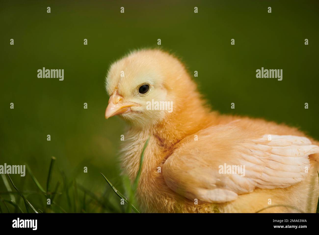 Chicken (Gallus domesticus), portrait, Slovakia Stock Photo - Alamy