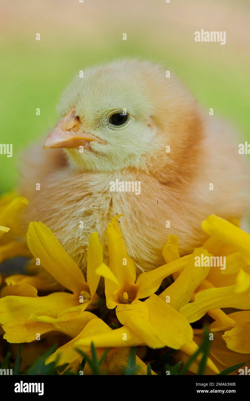 Chicken (Gallus domesticus) chick with yellow blossoms on a meadow ...