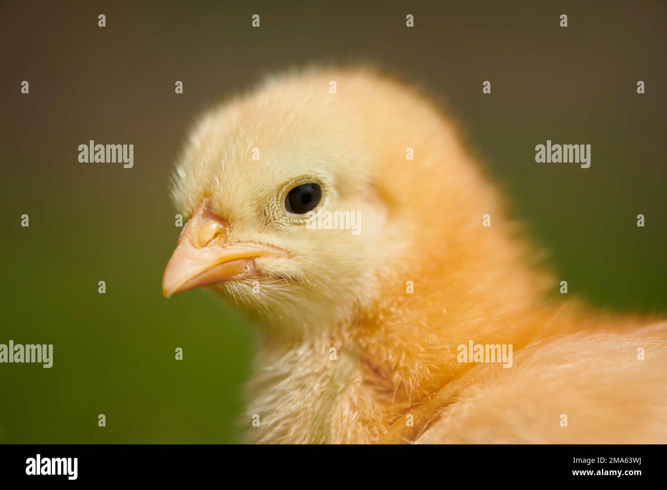 Chicken (Gallus domesticus), portrait, Slovakia Stock Photo - Alamy