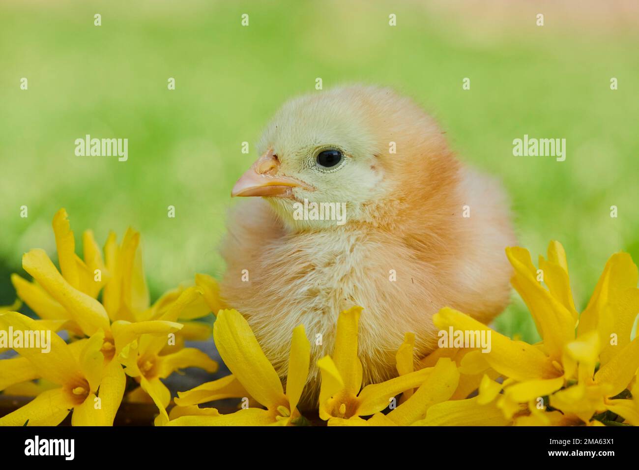 Chicken (Gallus domesticus) chick with yellow blossoms on a meadow ...