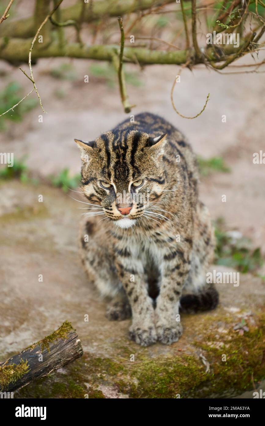 Fishing cat (Prionailurus viverrinus) sitting on a rock, Bavaria ...