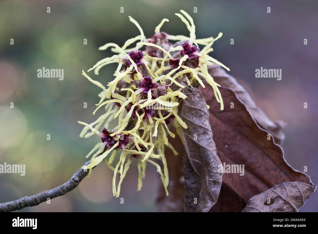 Witch hazel (Hamamelis mollis Pallida), Emsland, Lower Saxony, Germany ...