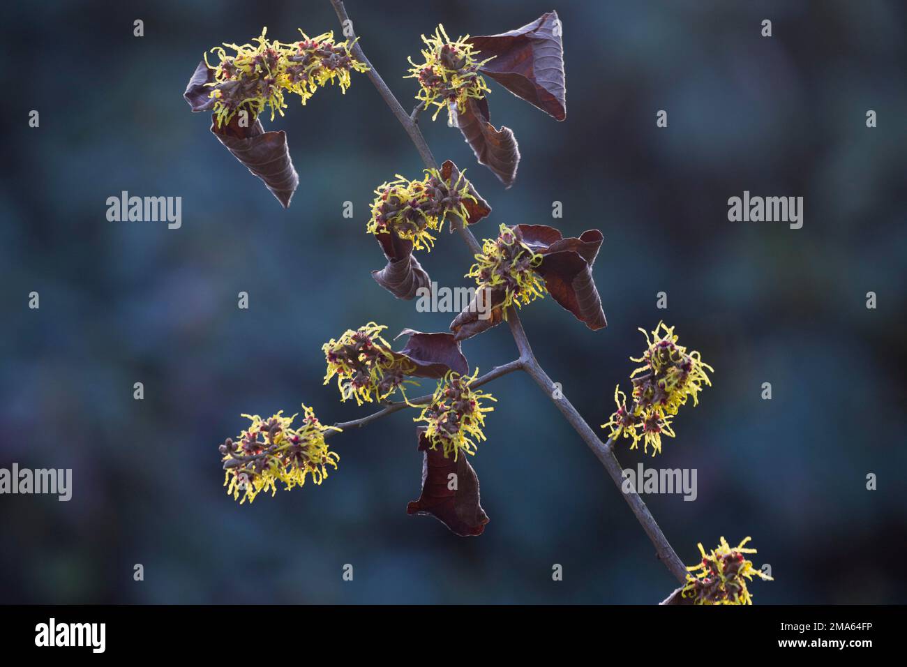 Witch hazel (Hamamelis mollis Pallida), Emsland, Lower Saxony, Germany ...