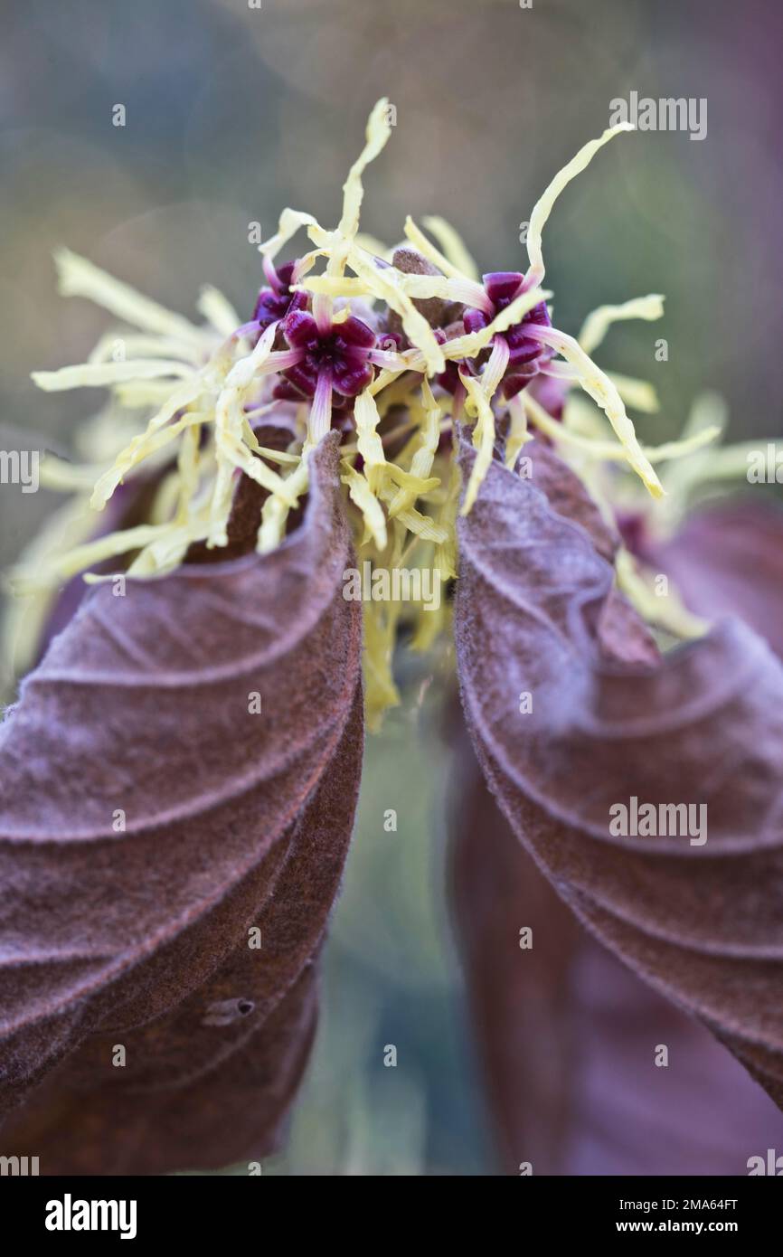 Witch hazel (Hamamelis mollis Pallida), Emsland, Lower Saxony, Germany ...