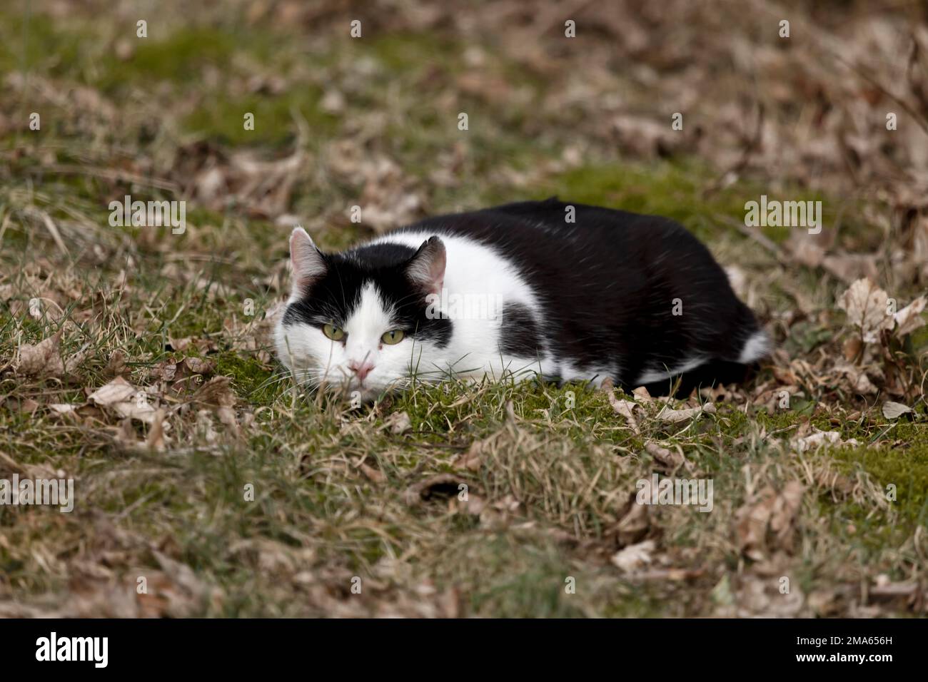Crouching cat, Germany Stock Photo - Alamy