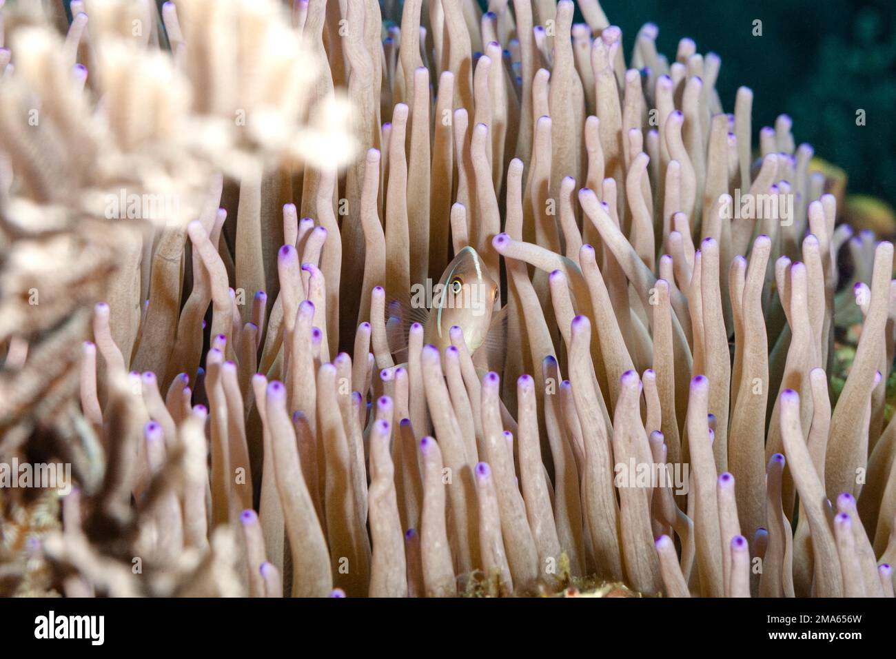 White-backed anemonefish in a sea anemone, Philippines Stock Photo - Alamy