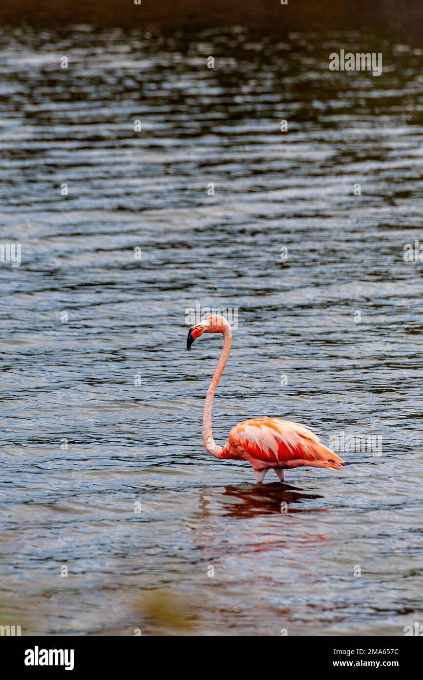Flamingo in brackish water, Bonaire Stock Photo - Alamy