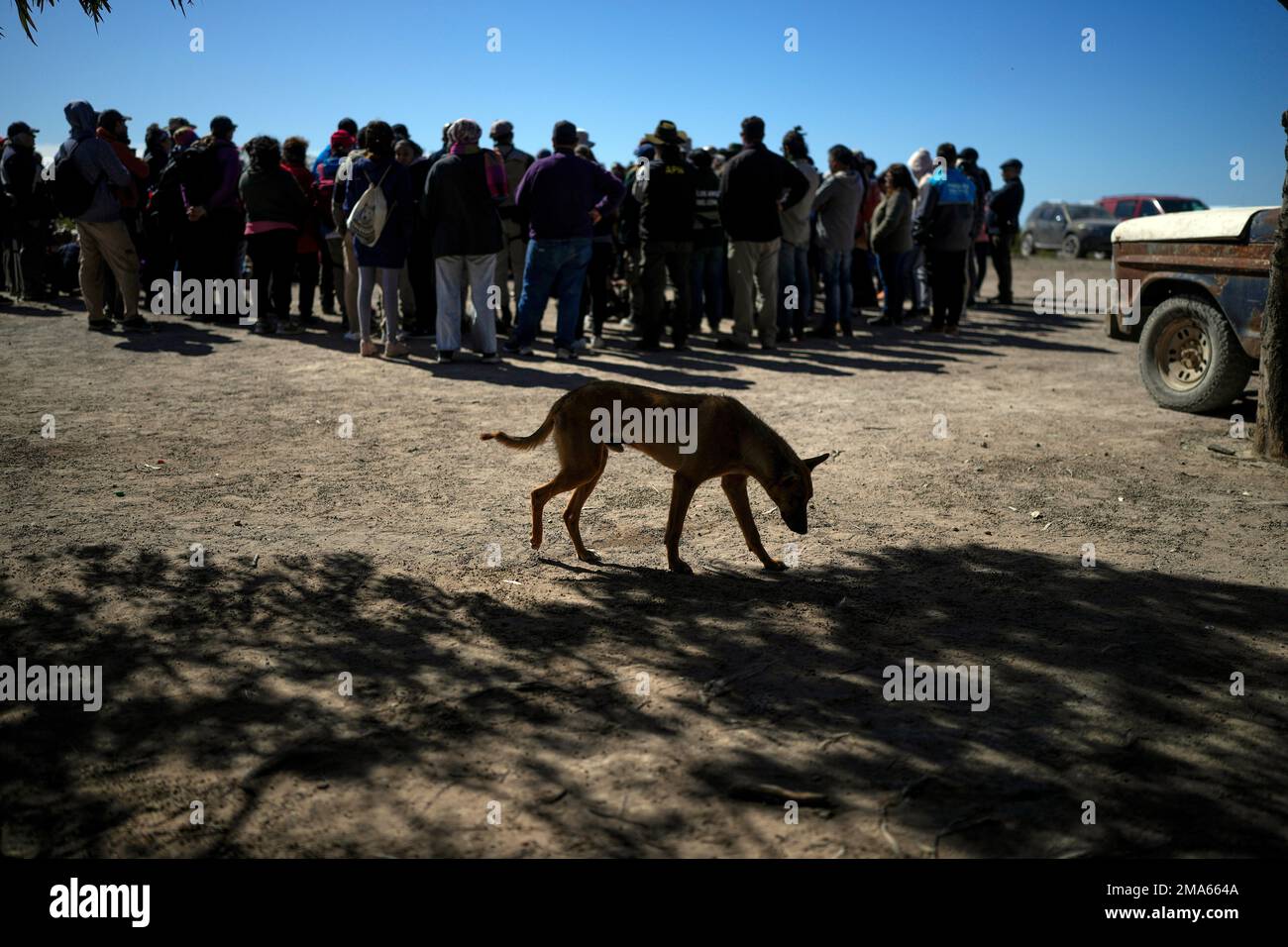 A dog passes as local authorities, conservationists and residents ...
