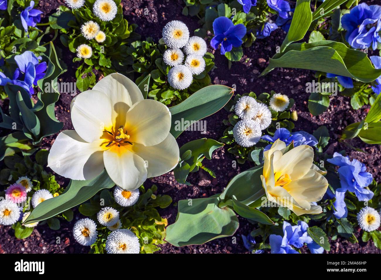 White tulips (Tulipa) and perennial daisies (Bellis perennsis), Germany ...