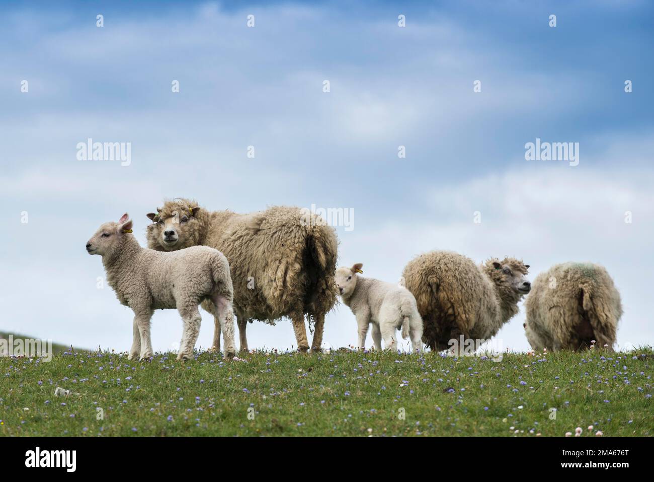 Sheep in a pasture, Walls, West Mainland, Shetland Islands, Scotland, Great Britain Stock Photo ...