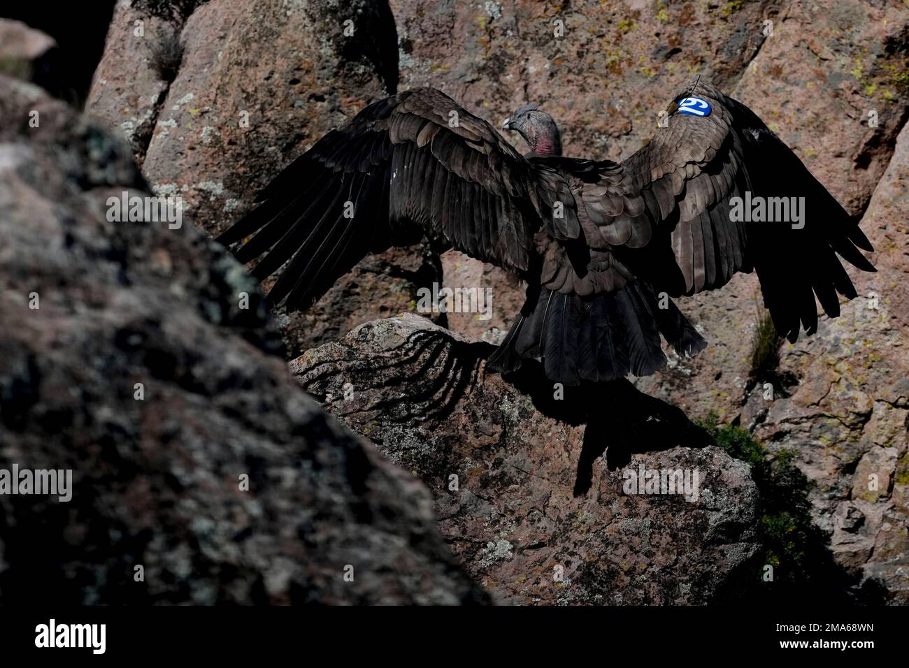 An Andean condor named Yastay, which means "God that is protector of ...