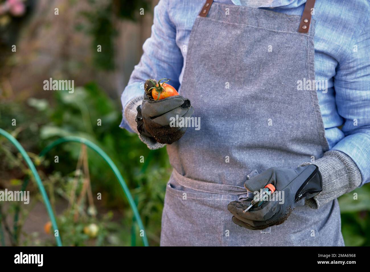 Male farmer picking fresh tomatoes from his hothouse garden Stock Photo - Alamy