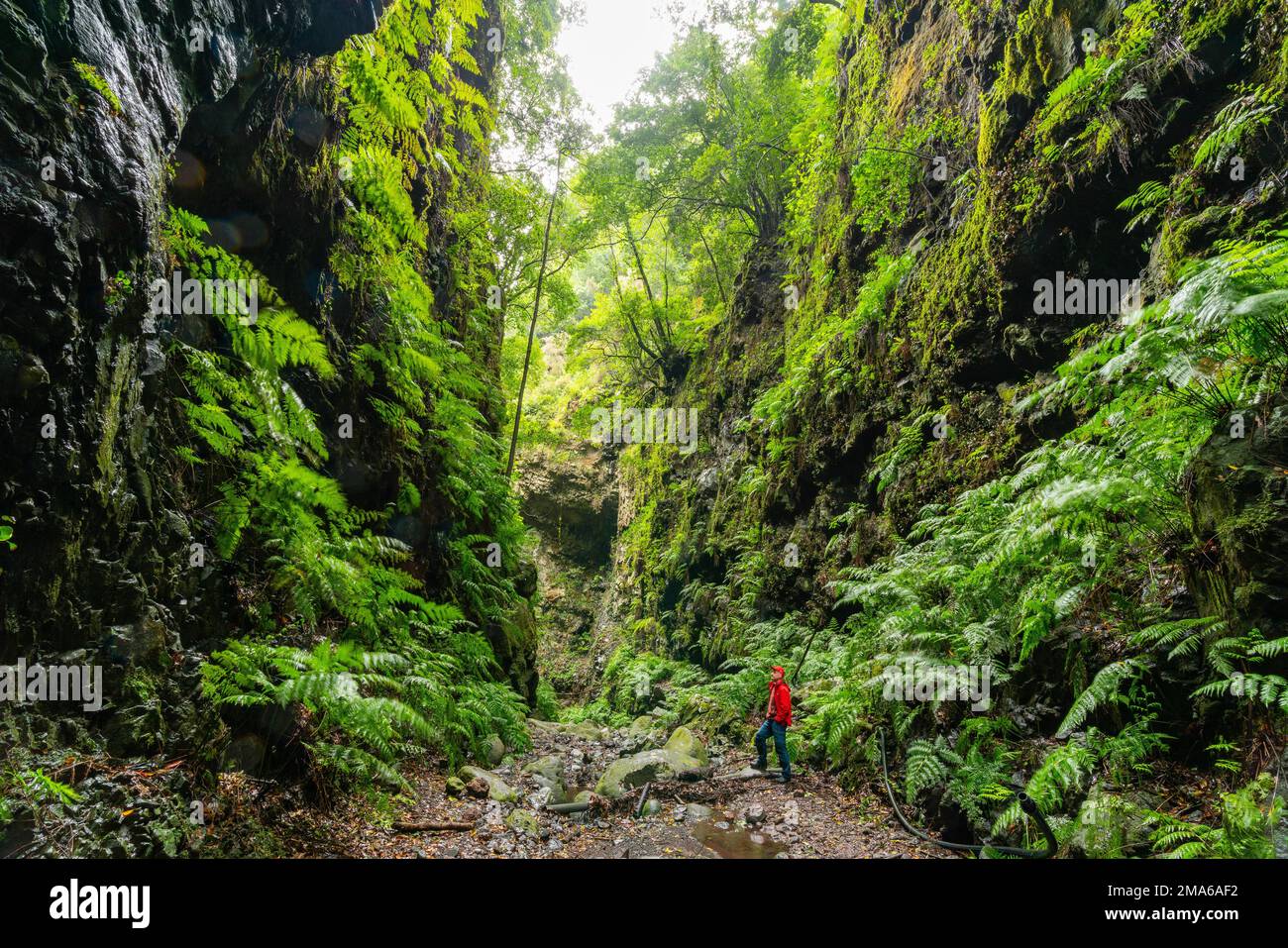 Hikers in the laurel forest of the water gorge, Barranco del Agua, Los ...