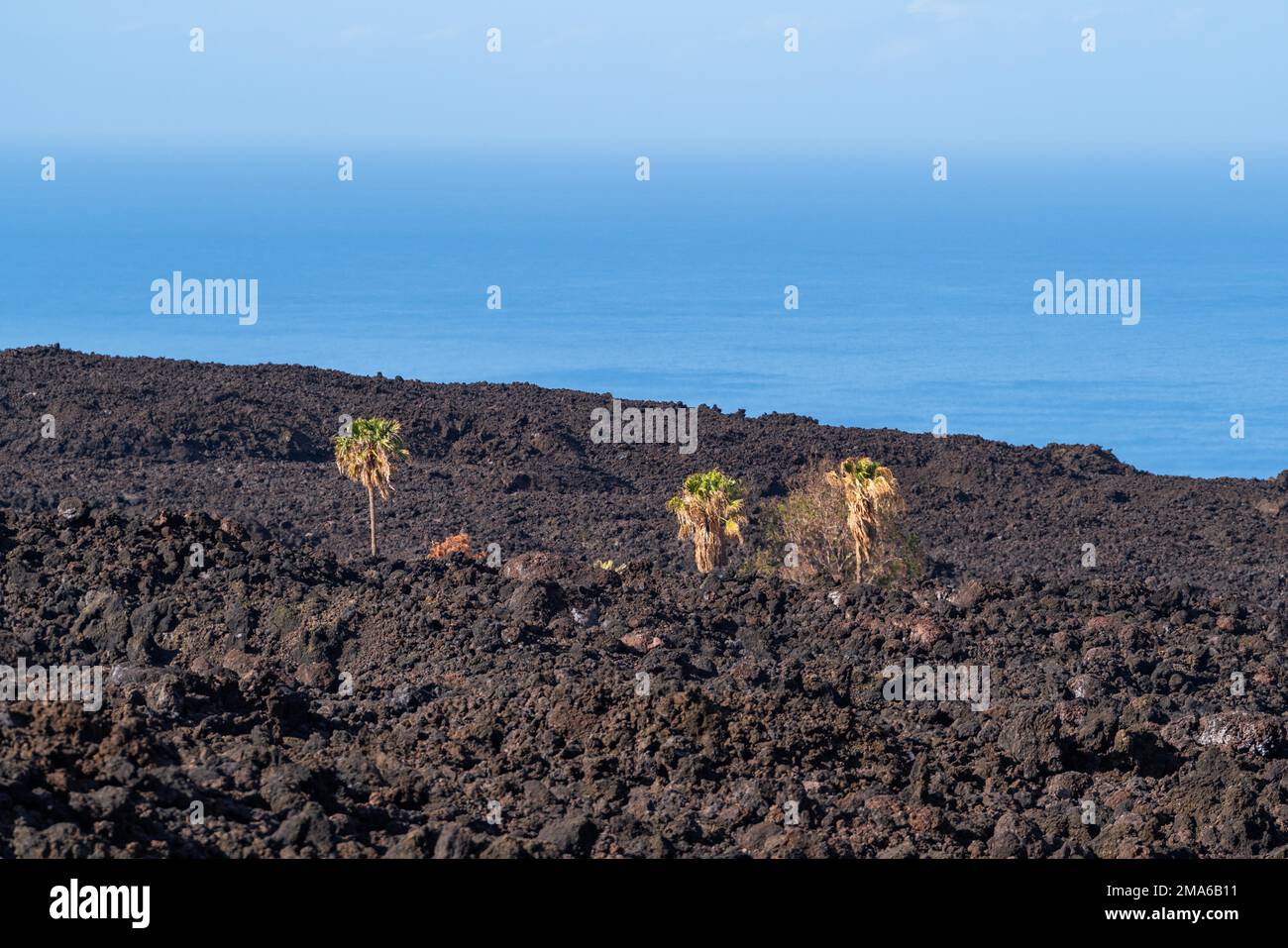 Lava flow with palm trees, Tajogaite volcano from the 2021 eruption, La ...