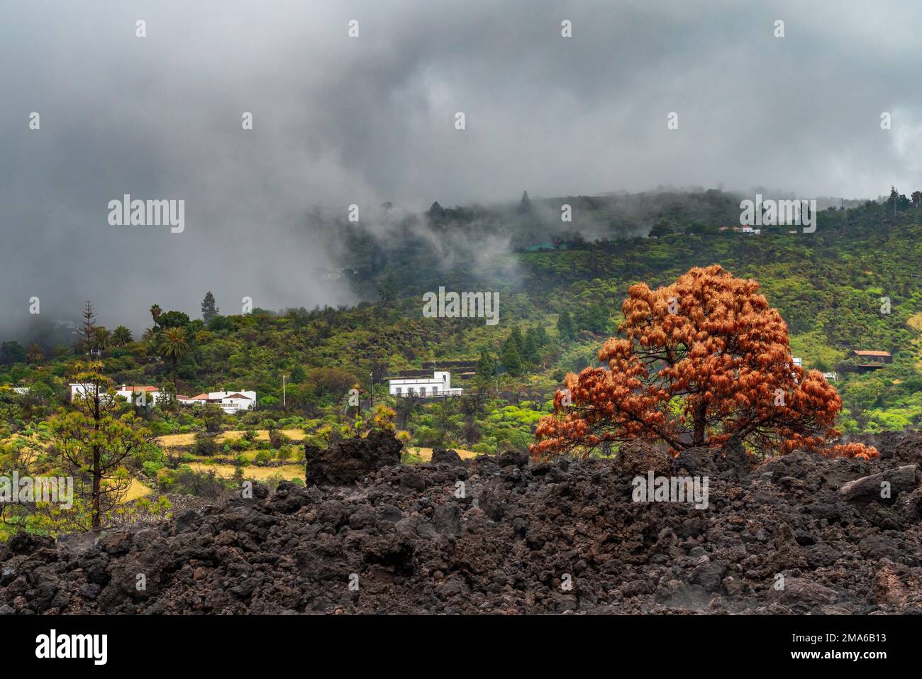 Withered tree in the lava flow of the Tajogaite volcano from the 2021 ...