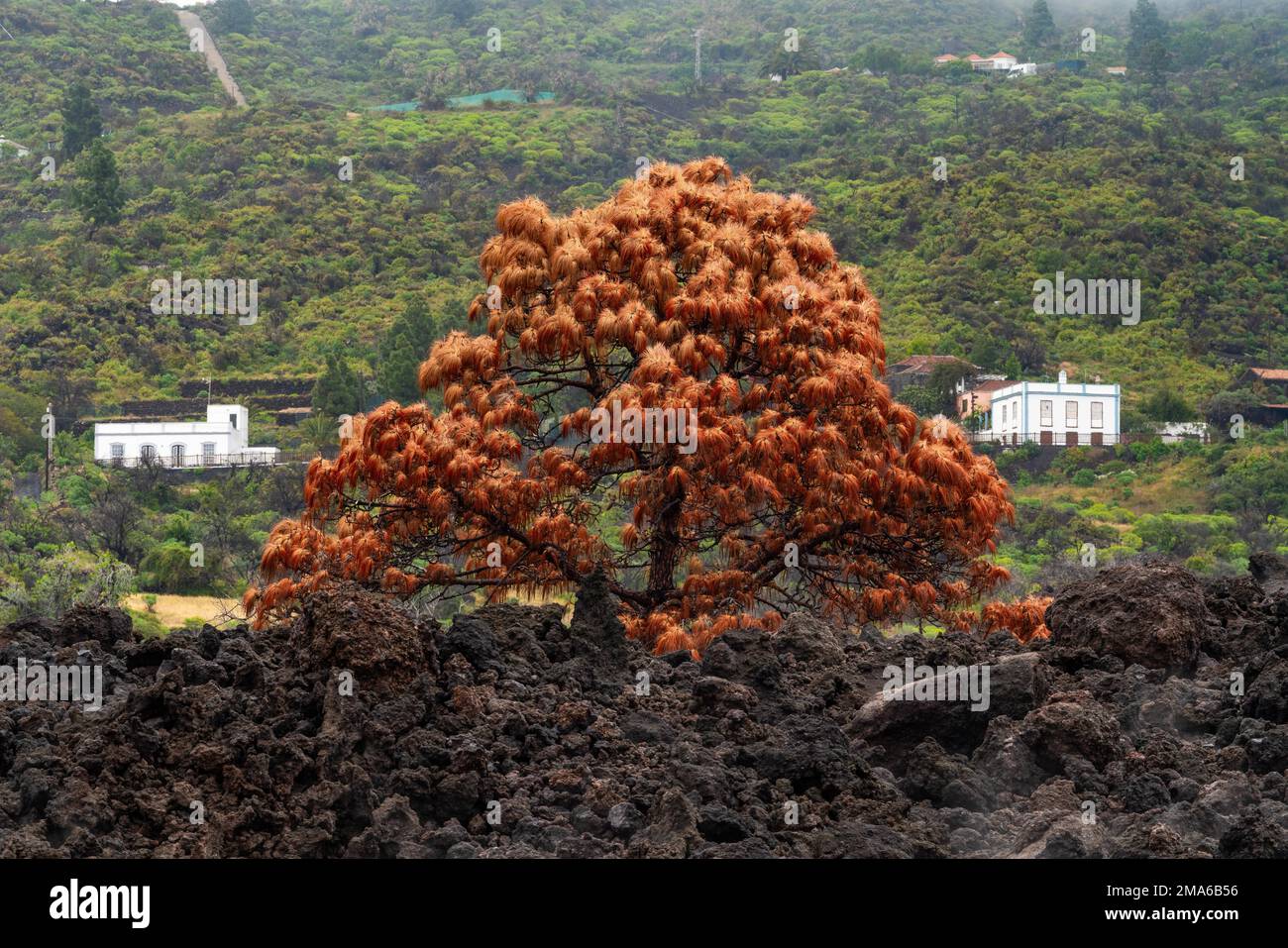 Withered tree in the lava flow of the Tajogaite volcano from the 2021 ...