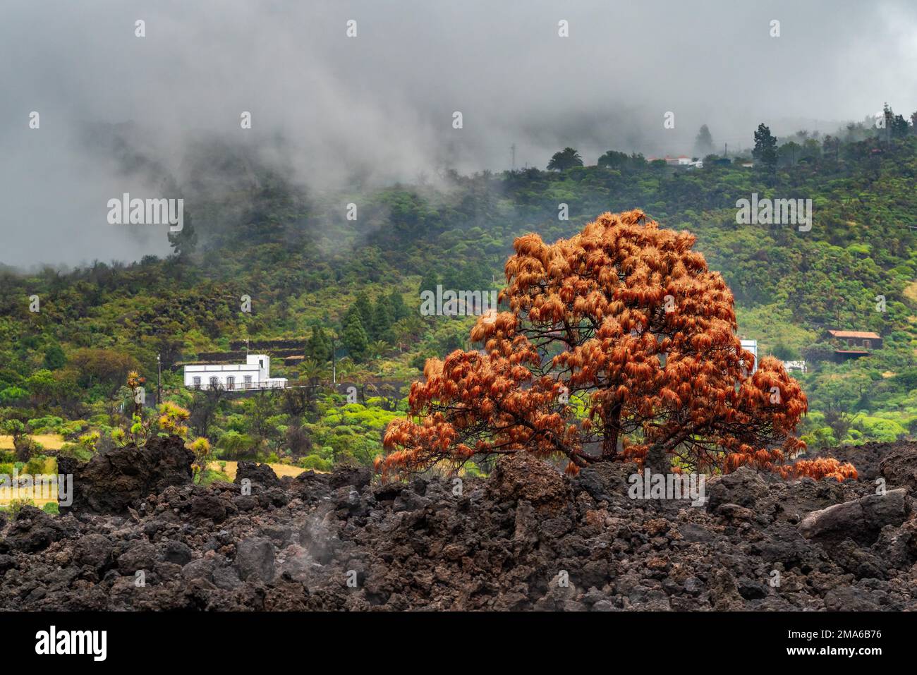 Withered tree in the lava flow of the Tajogaite volcano from the 2021 ...