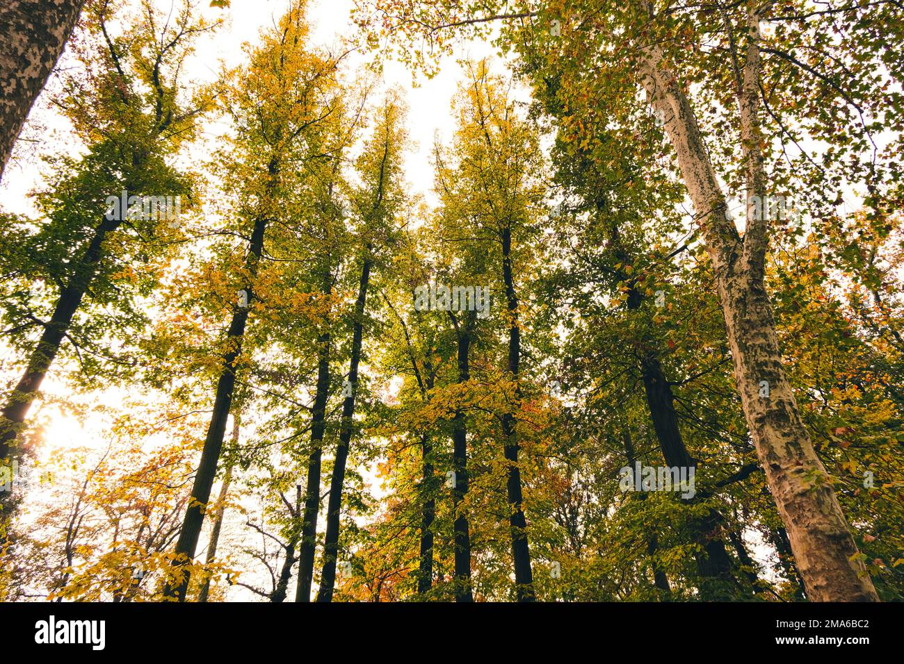 Beautiful panoramic view autumn hi-res stock photography and images - Alamy