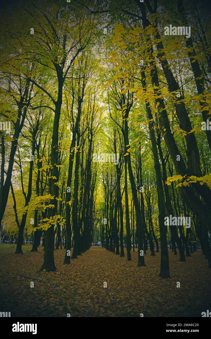 Autumn fall Trees in Monza, Italy Stock Photo - Alamy