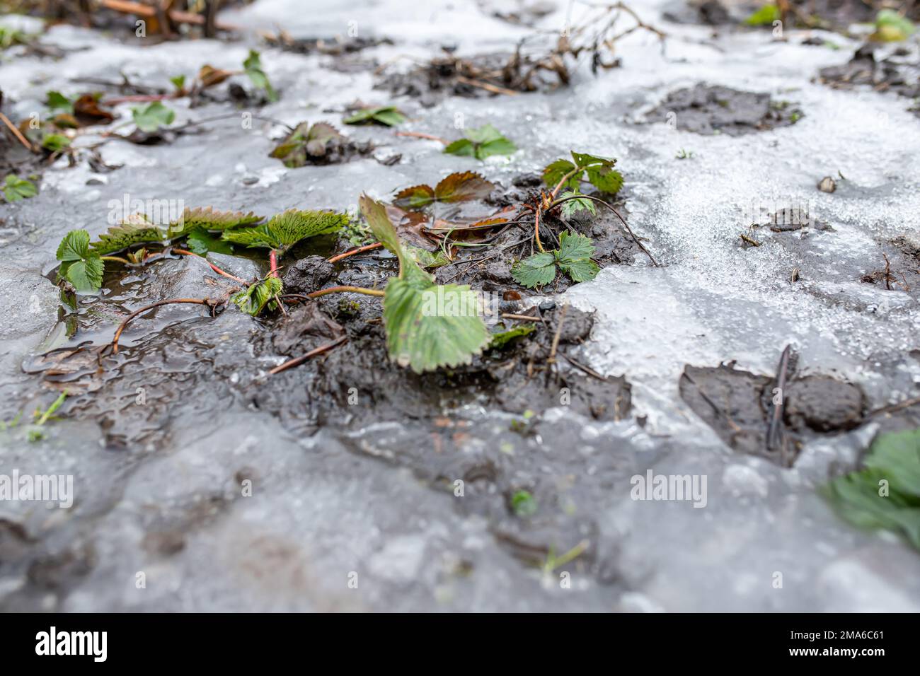 Patchformed hi-res stock photography and images - Alamy