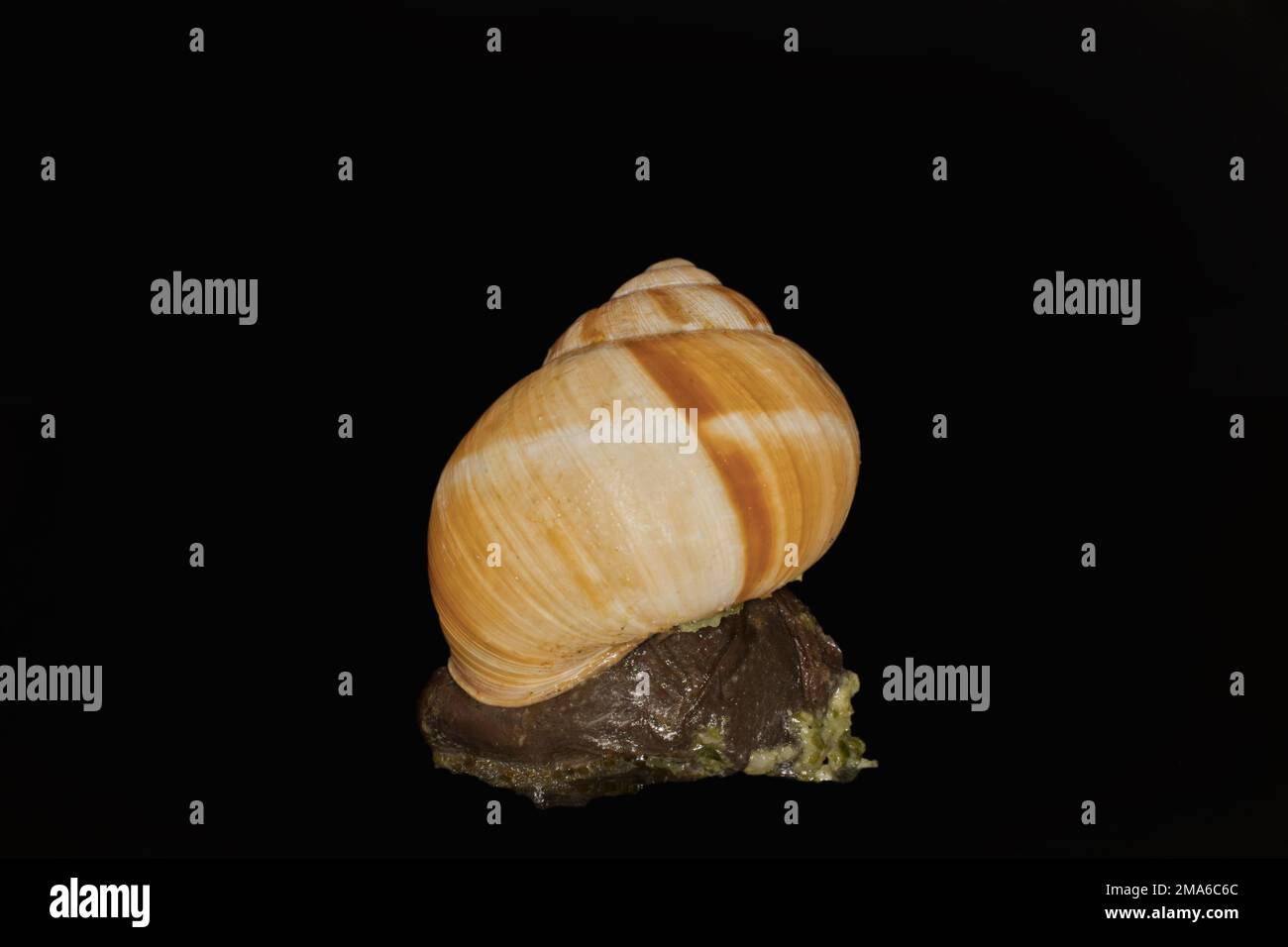 A striped Roman snail (Helix lucorum) with herb garlic butter, studio ...