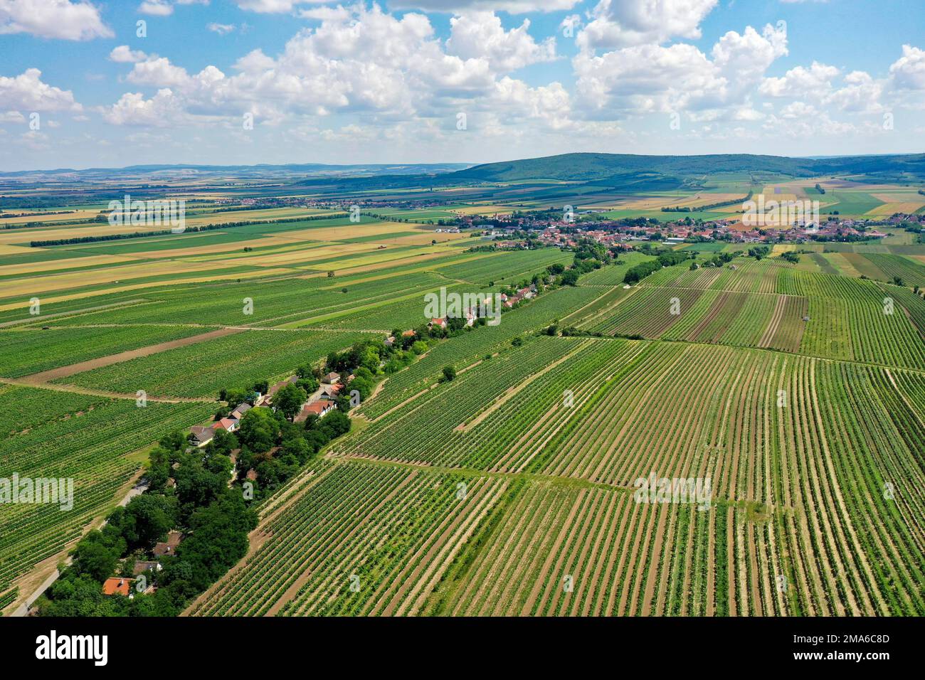 Landscape in summer with vineyards and cellar alley, borderland ...
