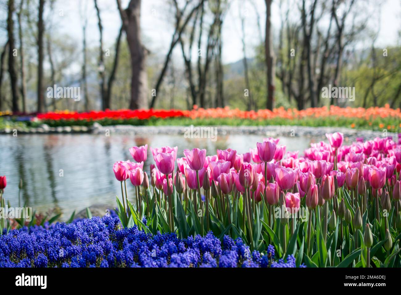 Different colors of tulip flowers hi-res stock photography and images ...