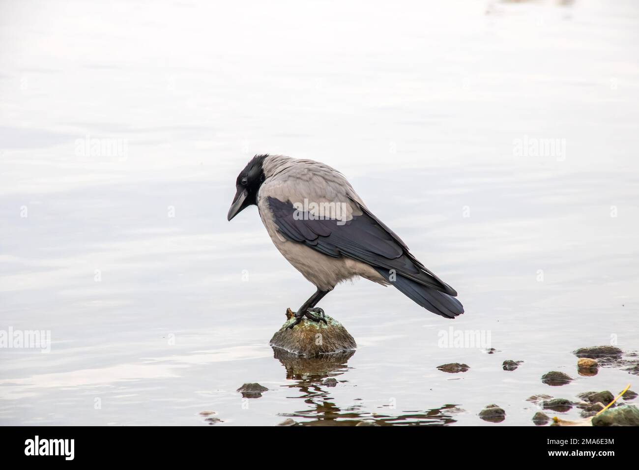 Crow wing river hi-res stock photography and images - Alamy