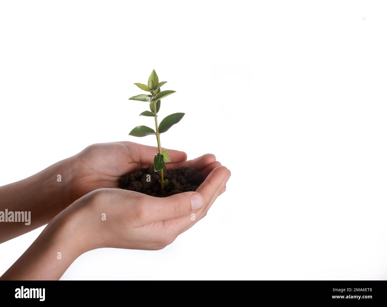 Green tree seedling in handful soil in hand on an isolated background ...