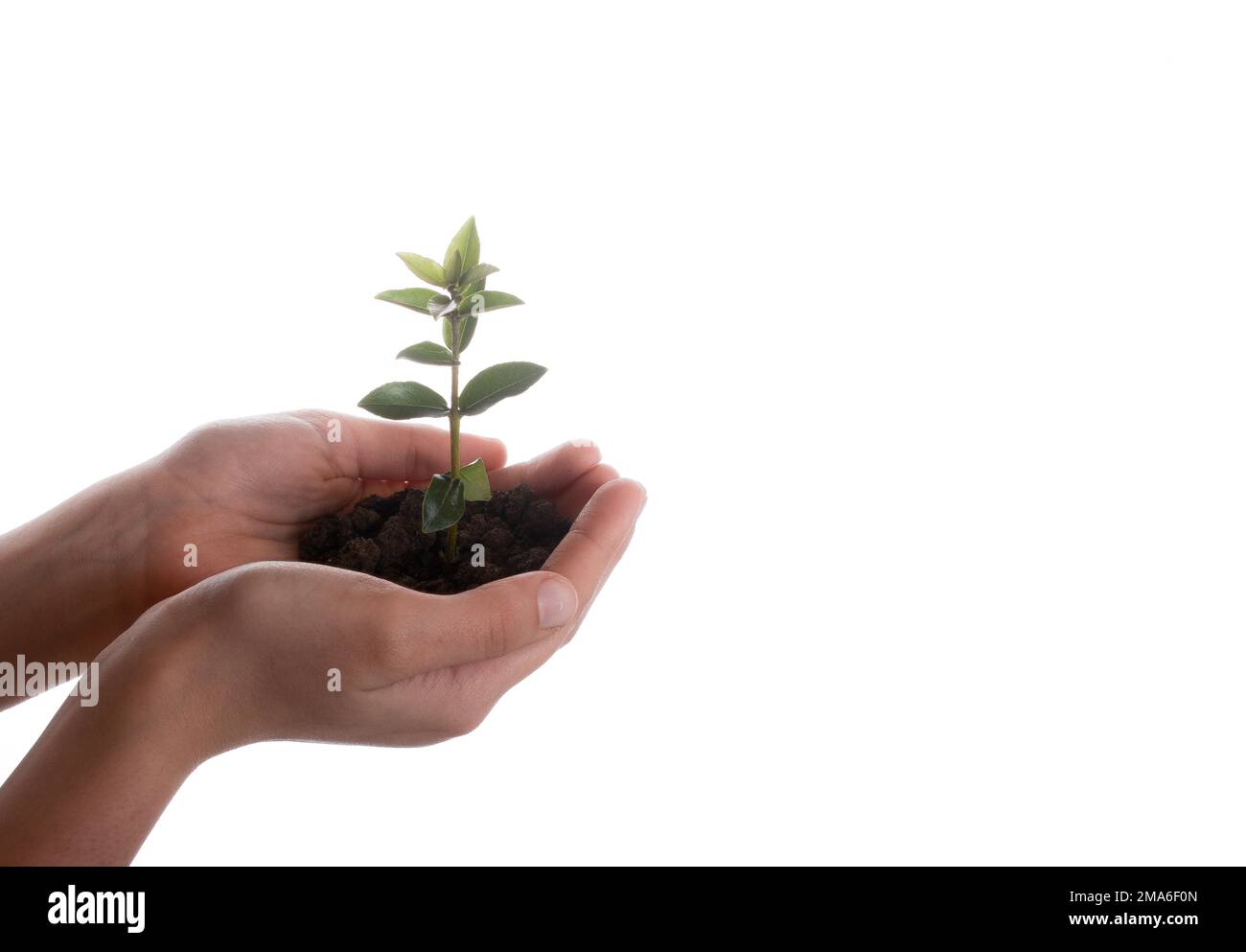 Green tree seedling in handful soil in hand on an isolated background ...