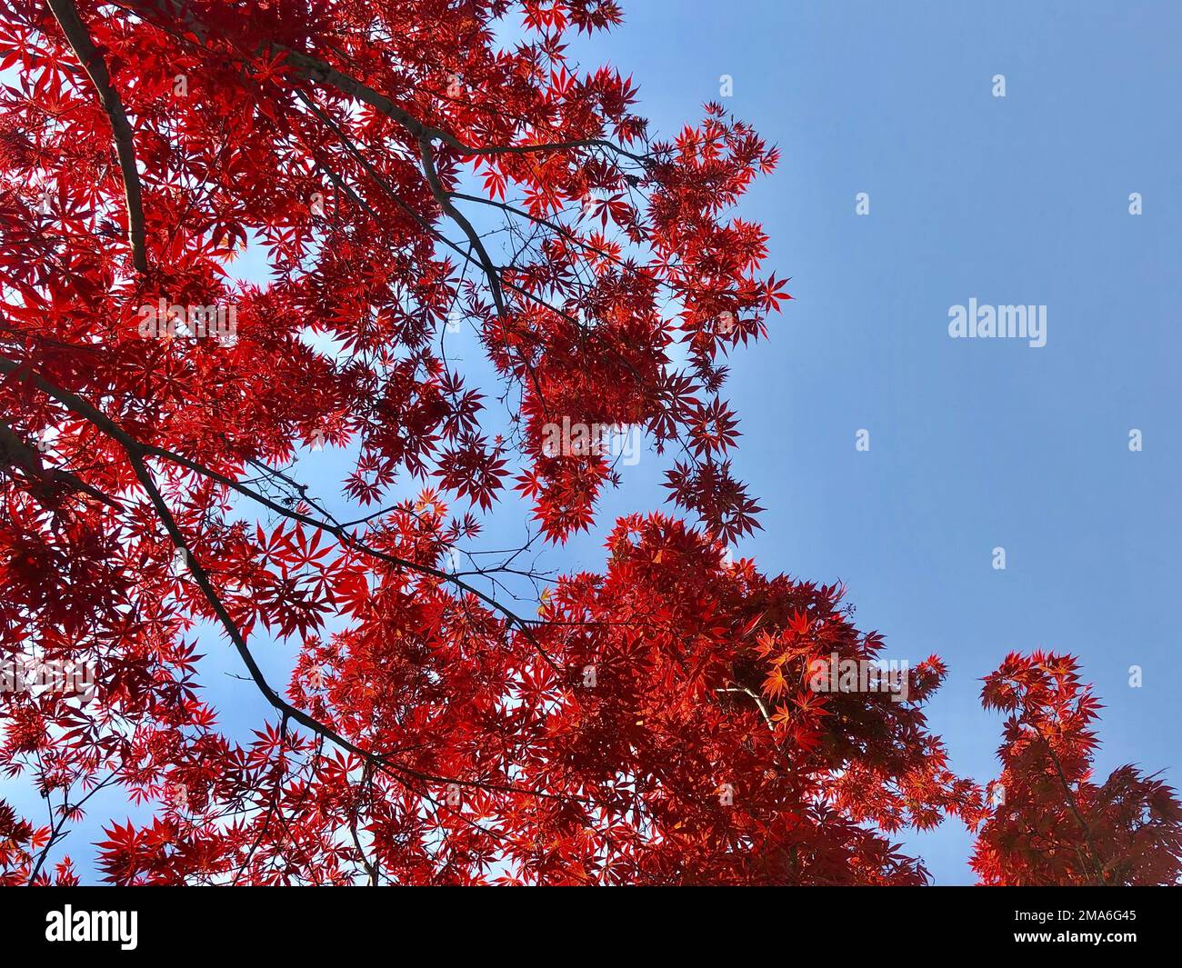 A growing red maple tree in background of sky Stock Photo - Alamy