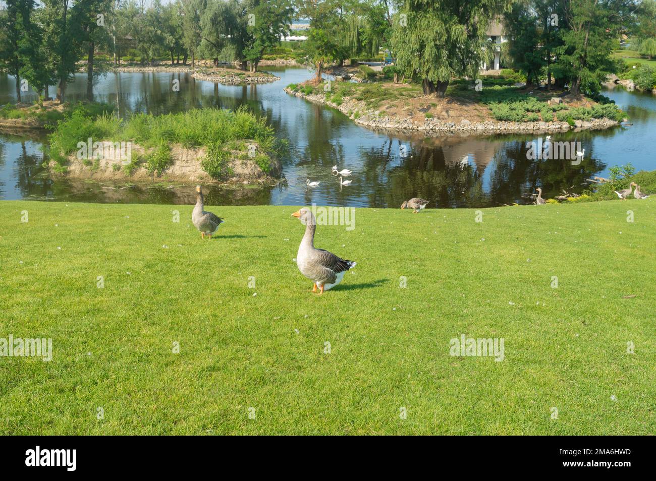 Summer landscape with fat gooses and swans in park in Dniro city ...