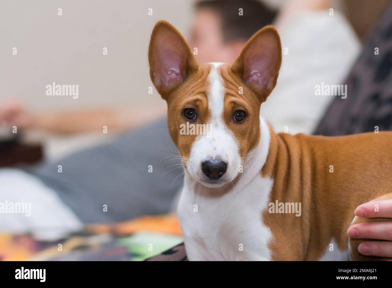 Indoor portrait of young Basenji dog(3.5 month old) having rest on sofa ...